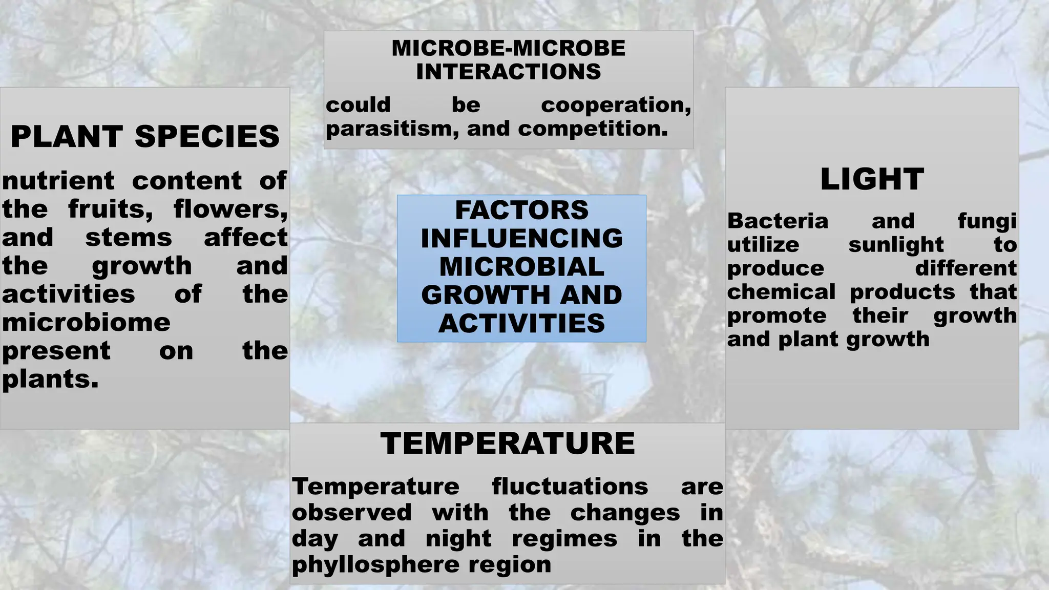 phyllosphere microorganisms powerpoint ppt | PPTX