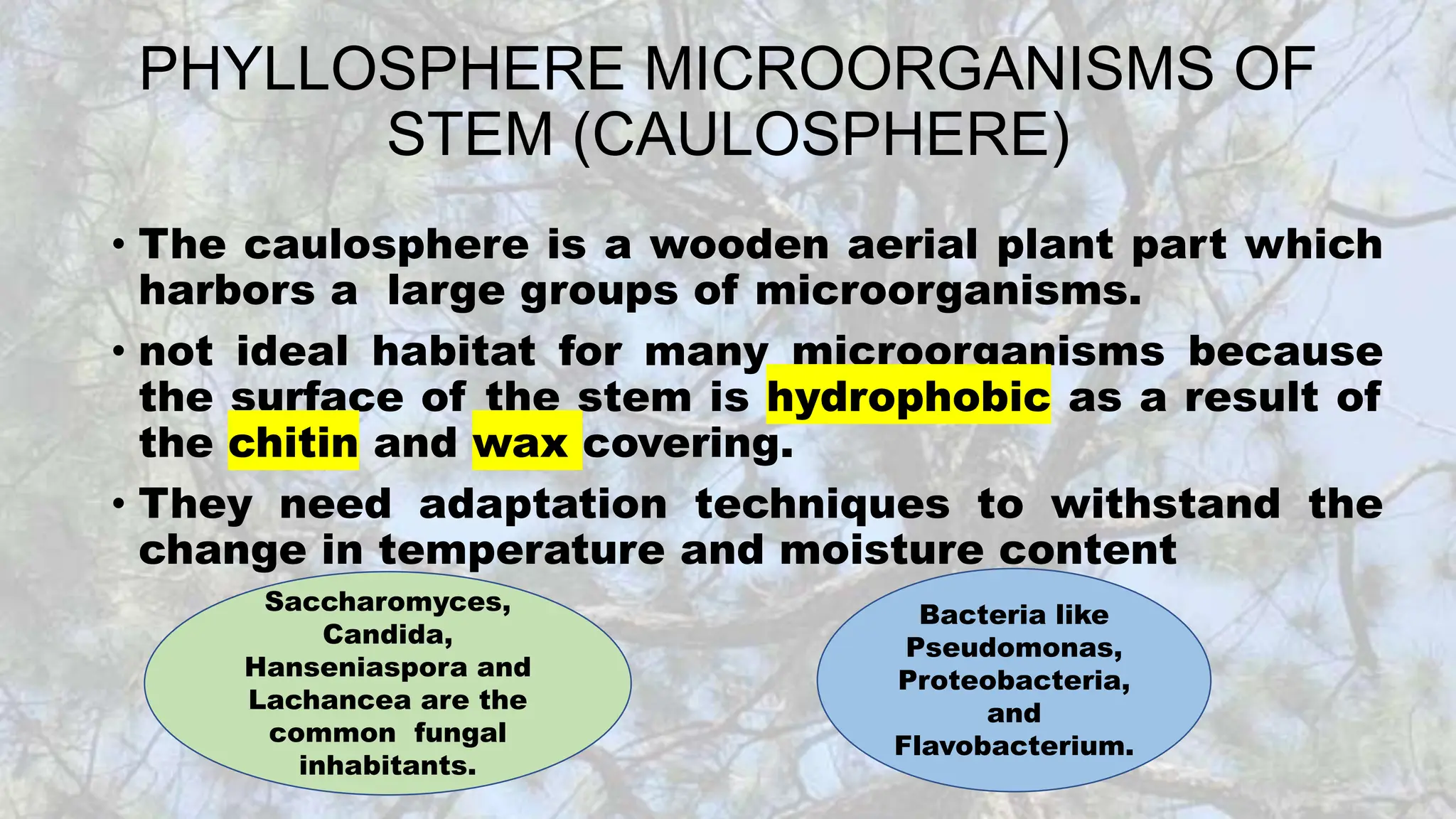 phyllosphere microorganisms powerpoint ppt | PPTX