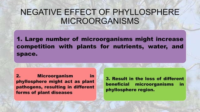 phyllosphere microorganisms powerpoint ppt | PPT