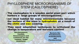 phyllosphere microorganisms powerpoint ppt | PPTX