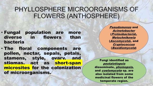 phyllosphere microorganisms powerpoint ppt | PPT