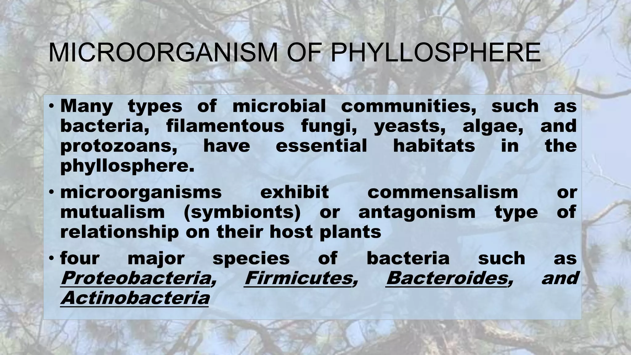PHYLLOSPHERE MICROORGANISMS BY PRANZLY.ppt