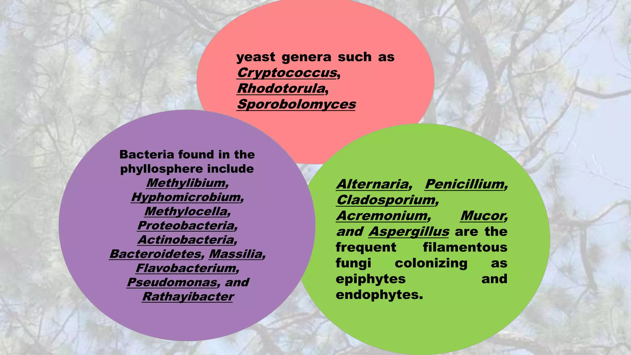 PHYLLOSPHERE MICROORGANISMS BY PRANZLY.ppt