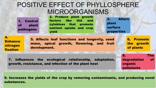 PHYLLOSPHERE MICROORGANISMS BY PRANZLY.ppt