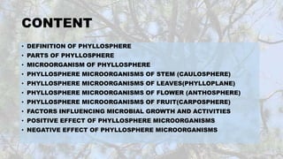 PHYLLOSPHERE MICROORGANISMS BY PRANZLY.ppt