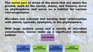 PHYLLOSPHERE MICROORGANISMS BY PRANZLY.ppt