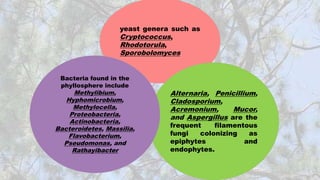 PHYLLOSPHERE MICROORGANISMS BY PRANZLY.ppt