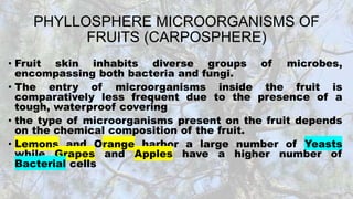PHYLLOSPHERE MICROORGANISMS BY PRANZLY.ppt