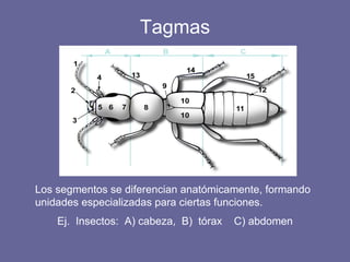Phyllum artrópodos | PPT