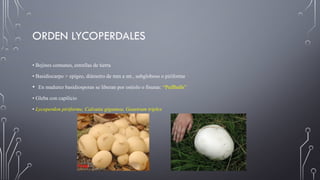 PHYLLUM BASIDIOMYCOTA.pptxJIEMNAGUZMANCASTAÑEDA | PPTX