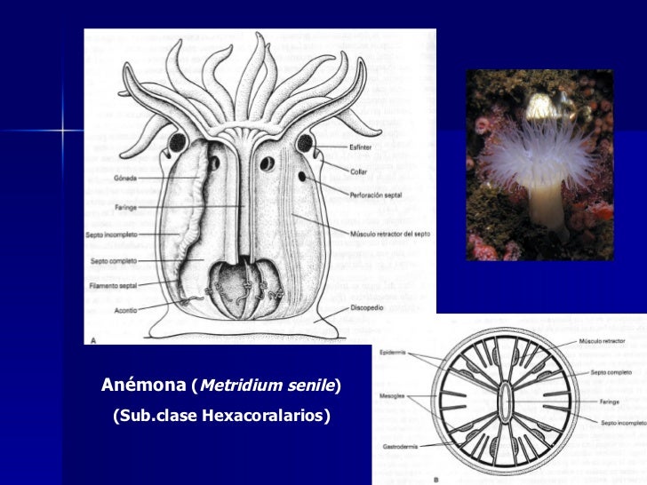Metridium Slide