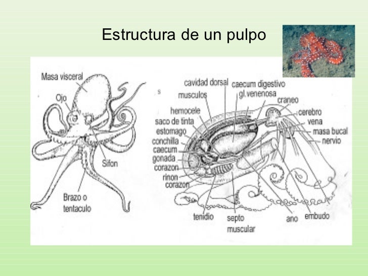 Especies de la Ría de Pontevedra: El pulpo – Pescado Artesanal
