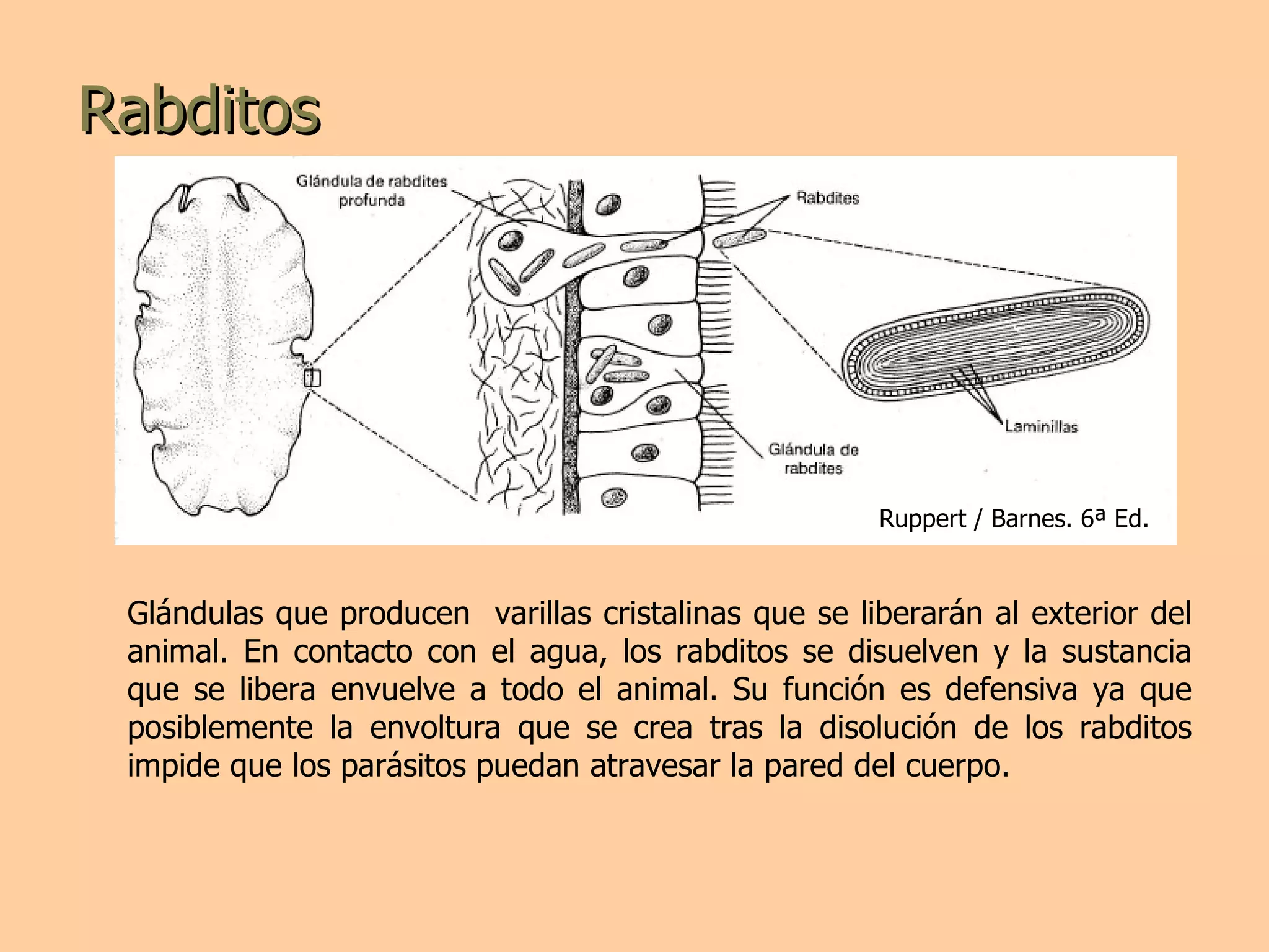 Phyllum platelmintos | PPT