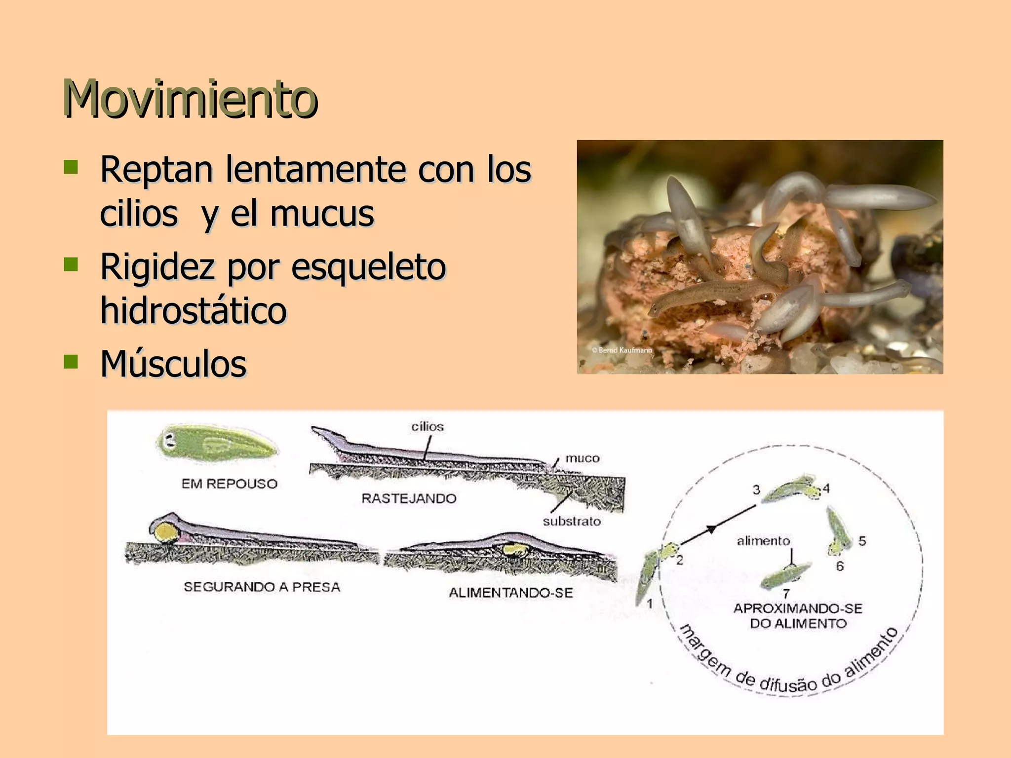 Phyllum platelmintos | PPT