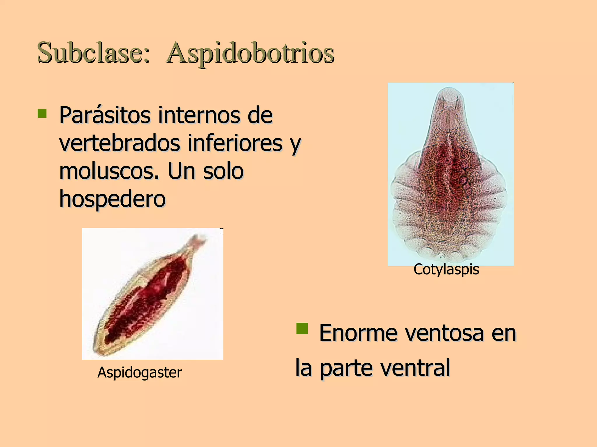 Phyllum platelmintos | PPT