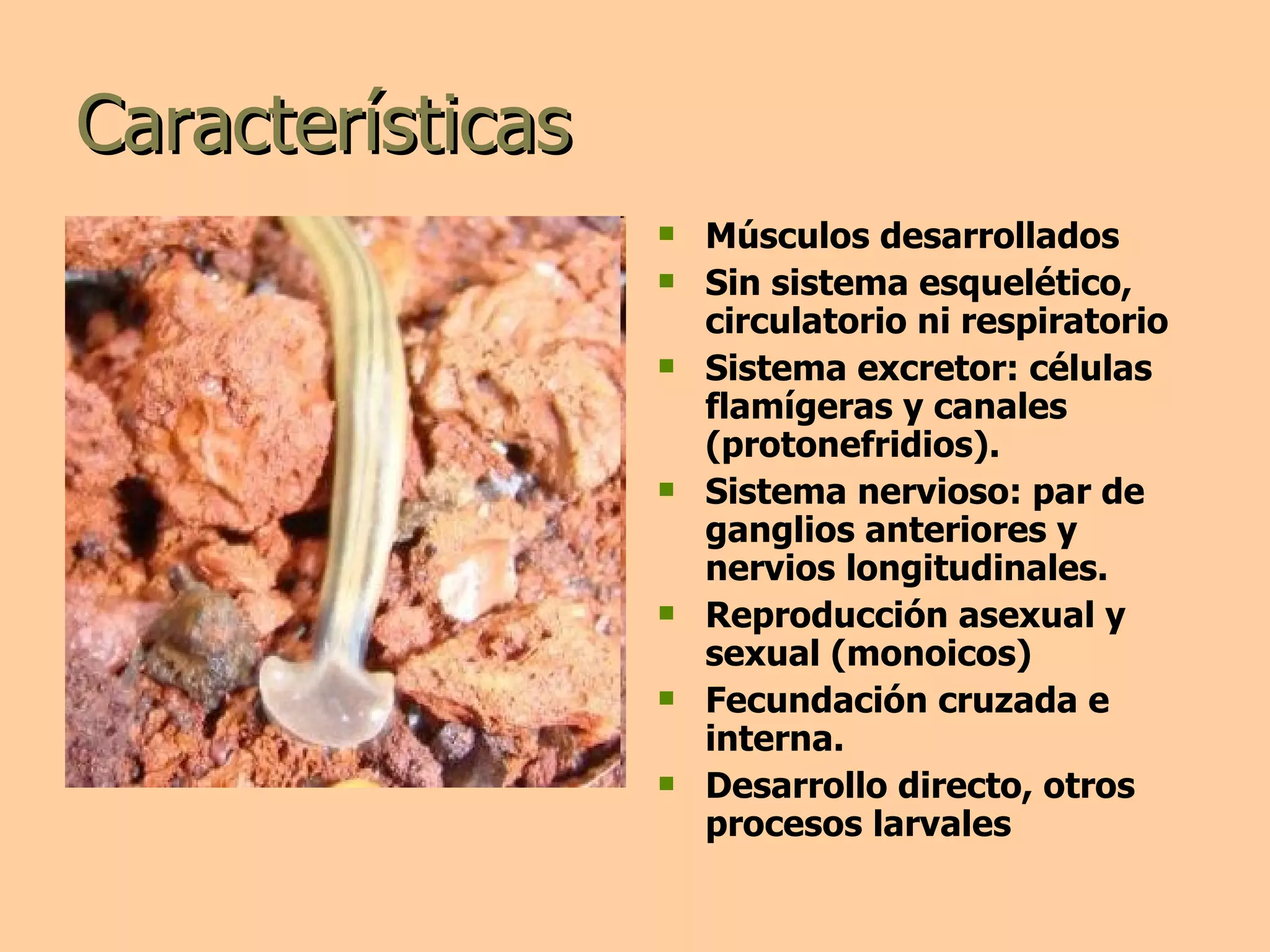 Phyllum platelmintos | PPT