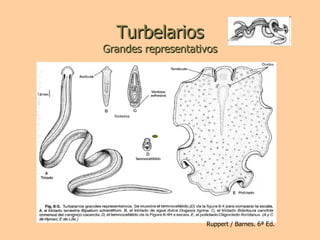 Phyllum platelmintos | PPT