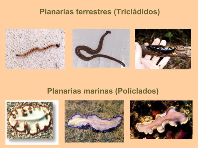 Phyllum platelmintos | PPT