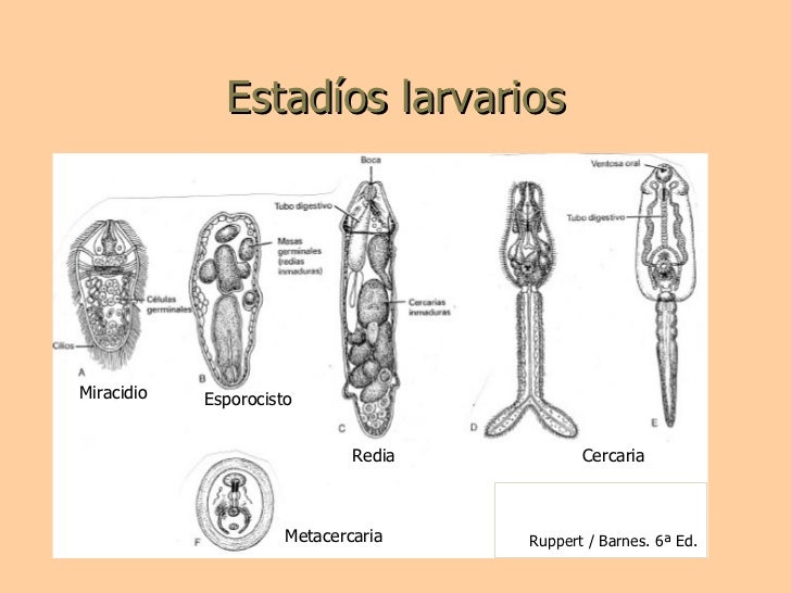 Pin de Eva Amante en larvas de zooplancton | Estadios, Boca