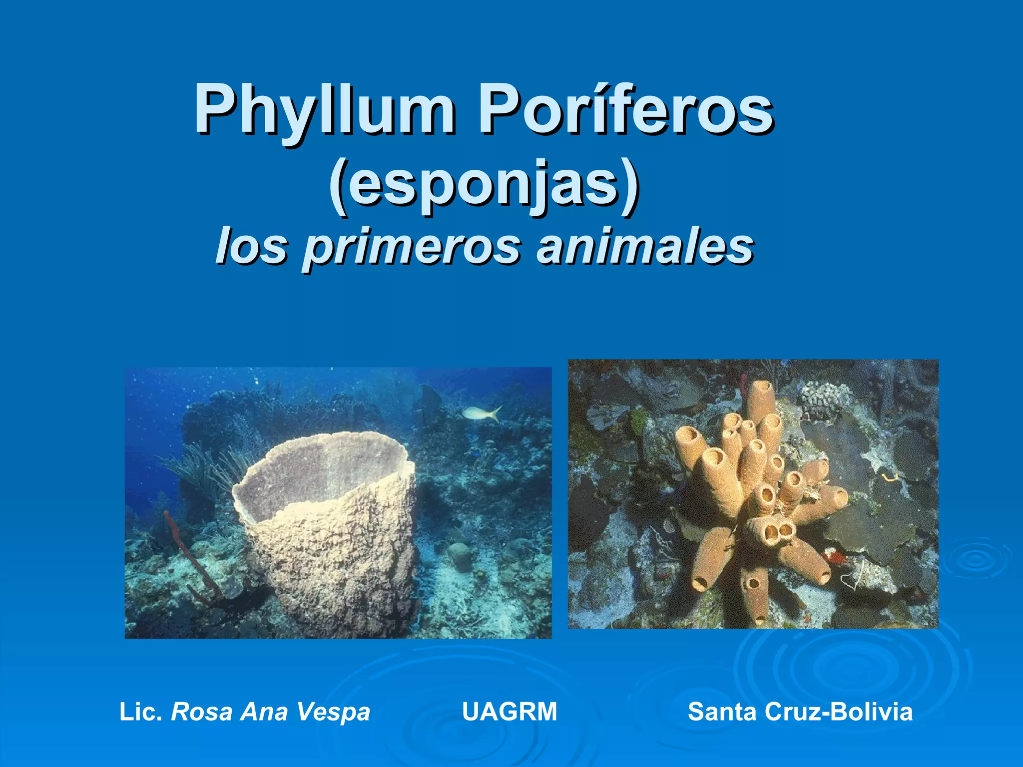 Phyllum poríferos | PPT