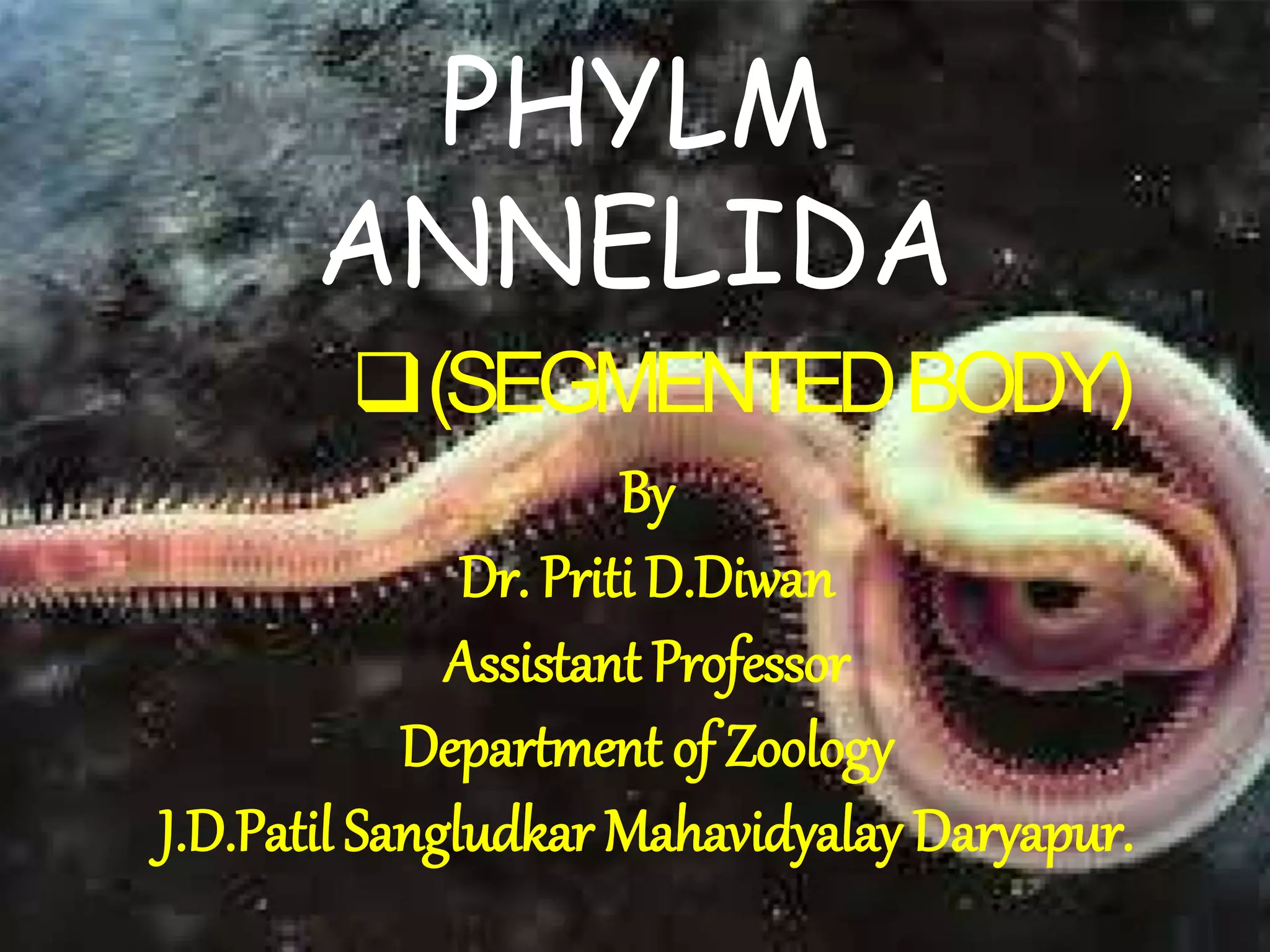 phylum annelida | PPTX