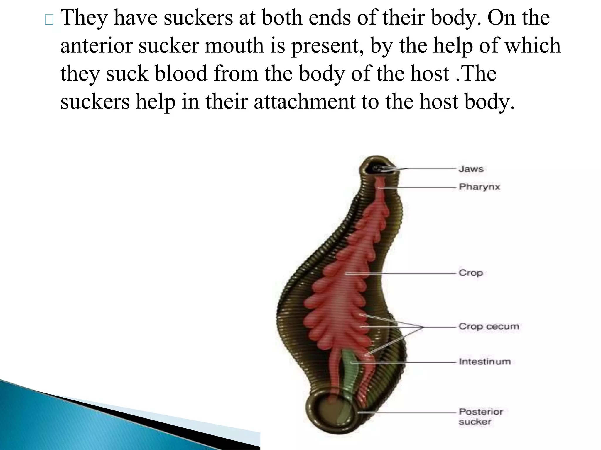 phylum annelida | PPTX
