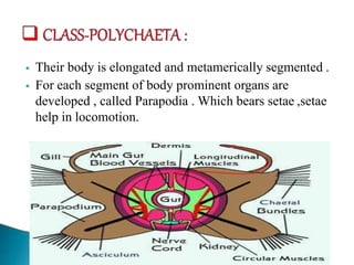 phylum annelida | PPTX