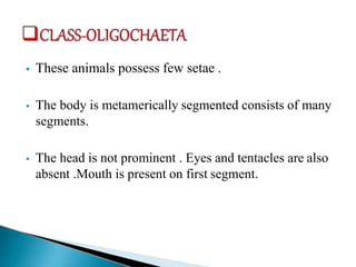 phylum annelida | PPTX