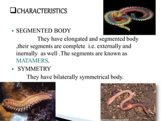 phylum annelida | PPTX
