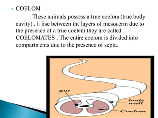 Phylm annelida characteristics. | PPTX
