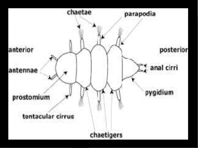 Phylm annelida characteristics.