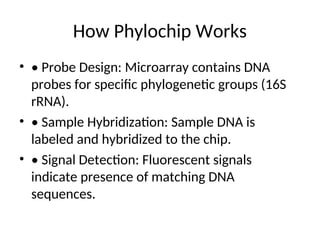 Phylochip_manojit. .ppt