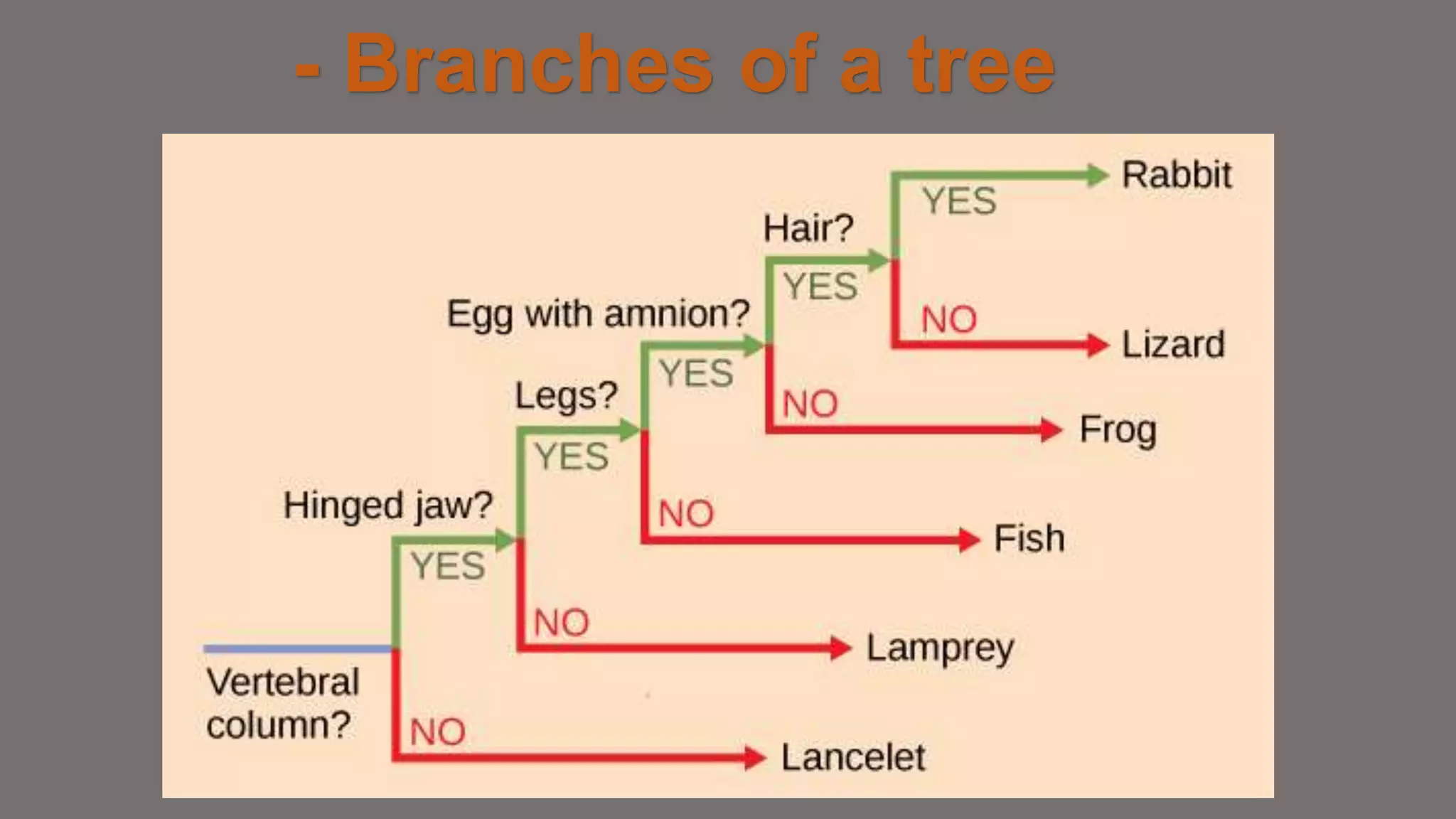 Phylogenetic tree | PPTX