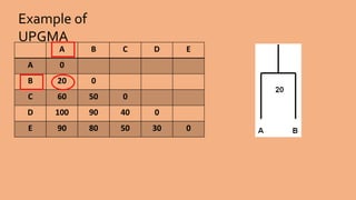 Phylogenetic tree | PPTX