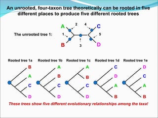 Phylogenetic alignment analysis an important tool in computational ...