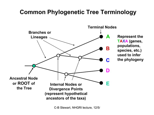Phylogenetic analysis | PPT