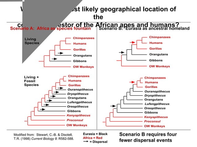 Phylogenetic analysis | PPT