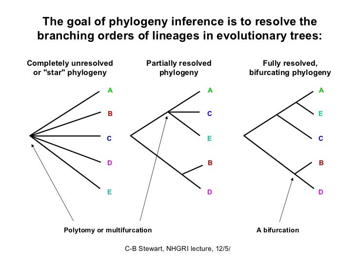 Phylogenetic analysis