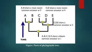 Phylogenetic data analysis | PPTX