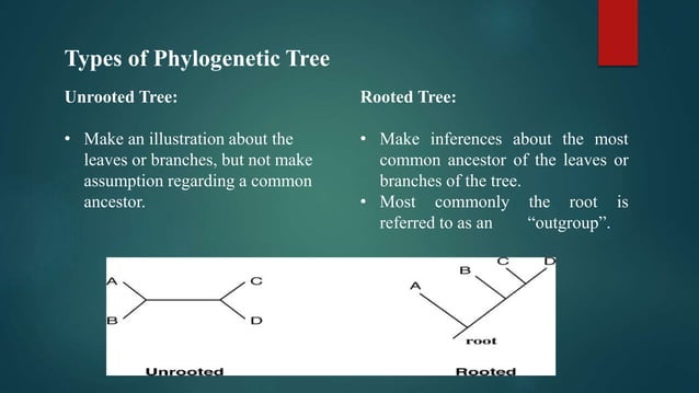 Phylogenetic data analysis | PPTX | Geology | Science