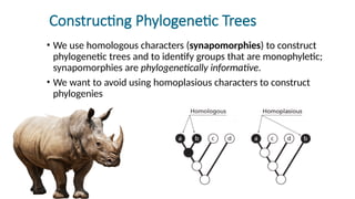 Phylogenetic reconstruction EKOLOGI.pptx