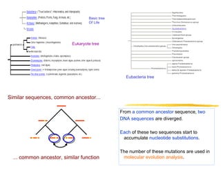 phylogenetics.pdf