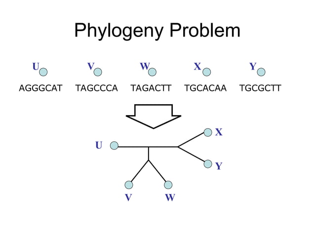 distance based phylogenetics-methodology | PPT