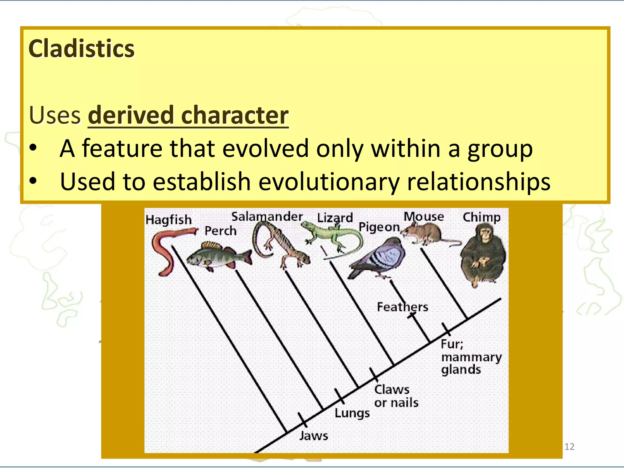 Phylogenetics: Classification Notes | PPTX