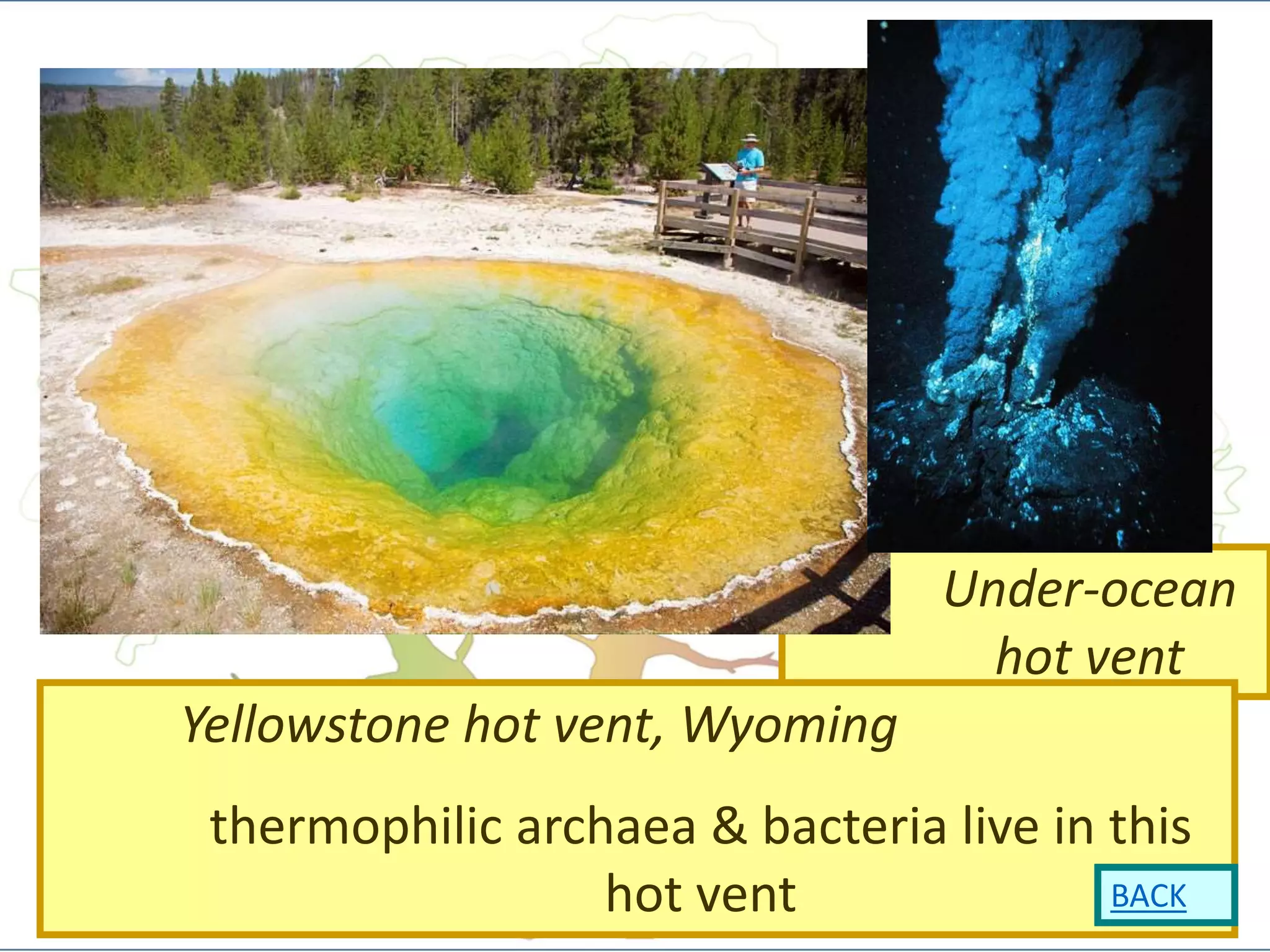 Phylogenetics: Classification Notes | PPTX