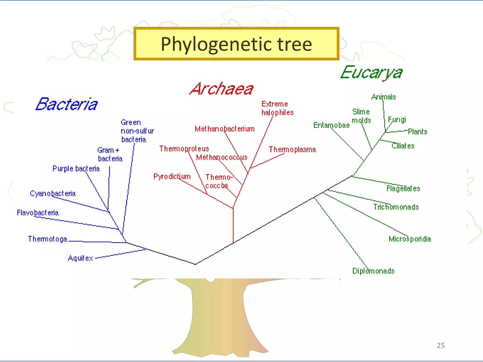 Phylogenetics: Classification Notes | PPTX