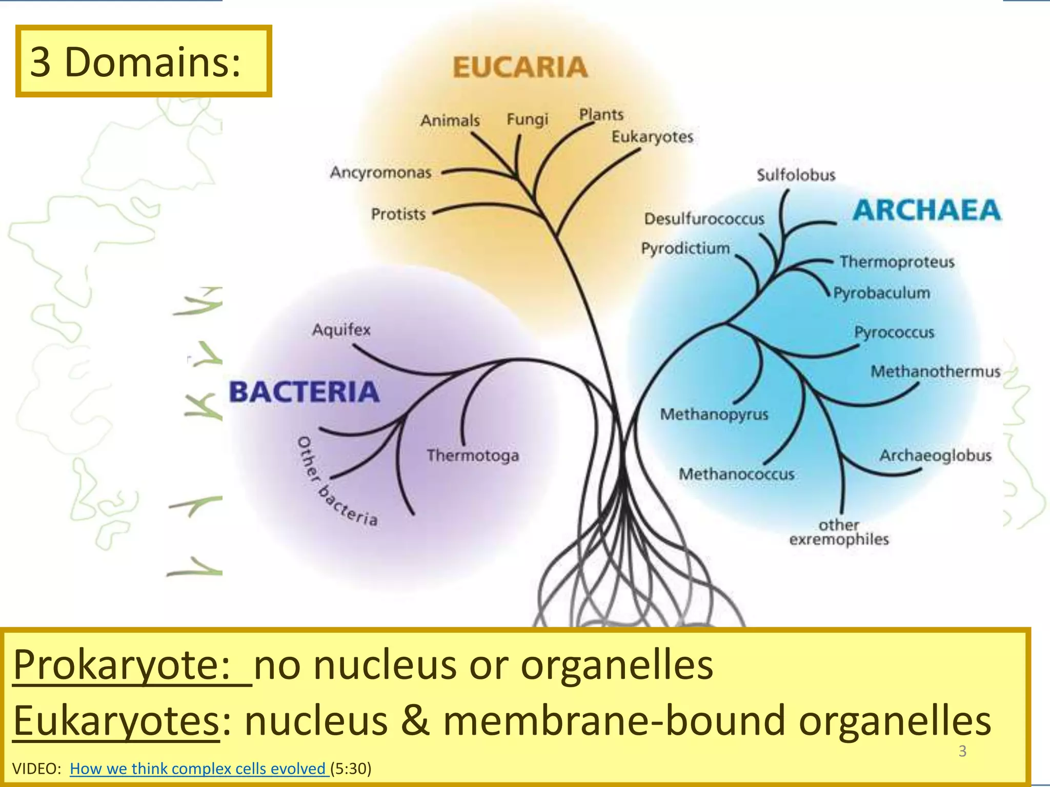 Phylogenetics: Classification Notes | PPTX