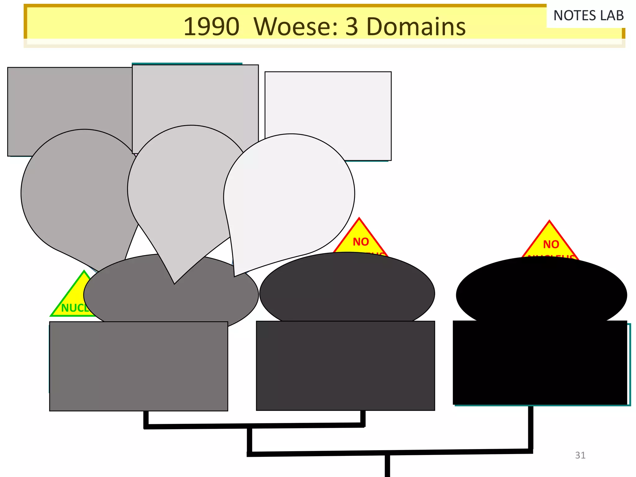 Phylogenetics: Classification Notes | PPTX