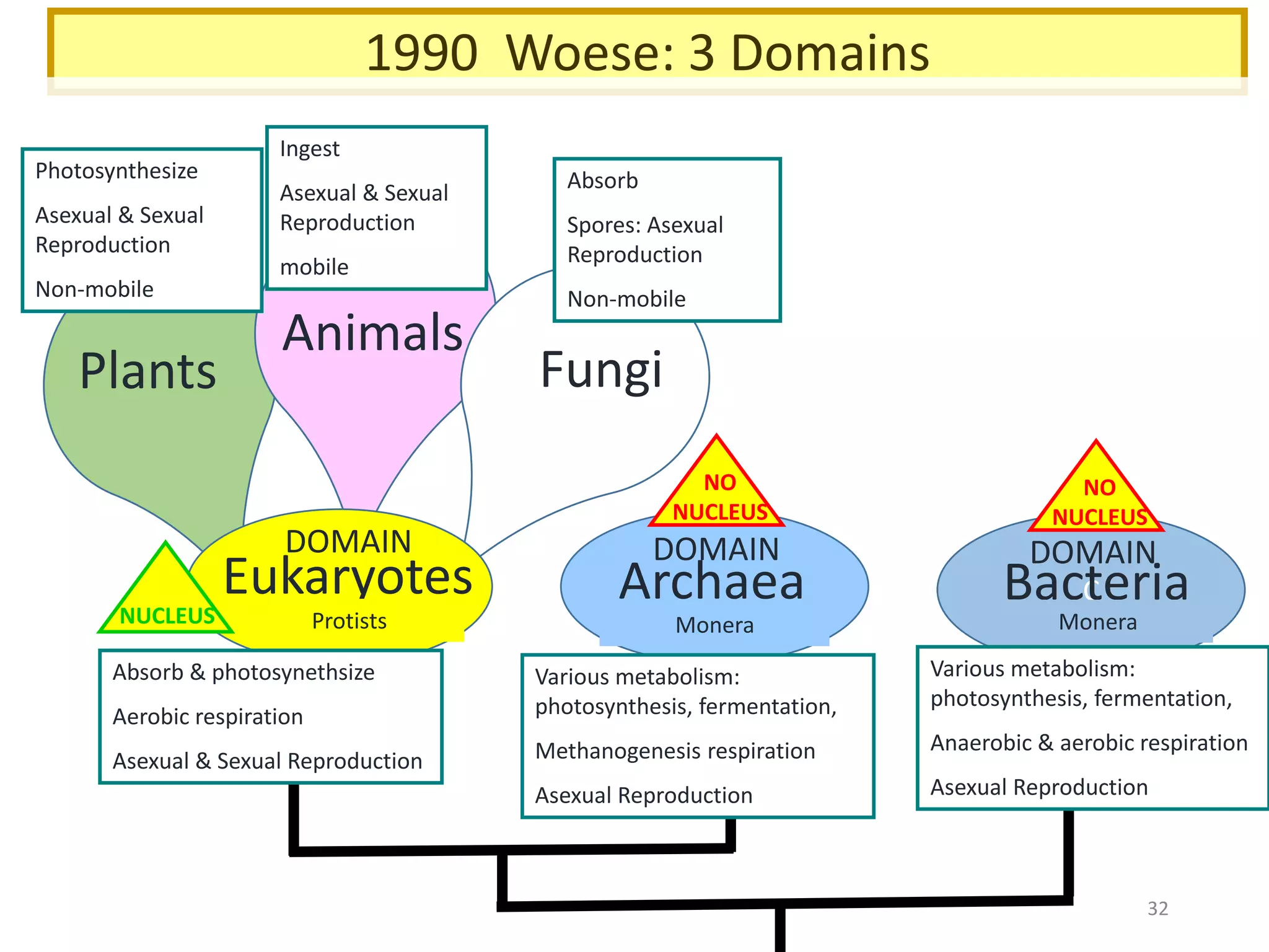 Phylogenetics: Classification Notes | PPTX