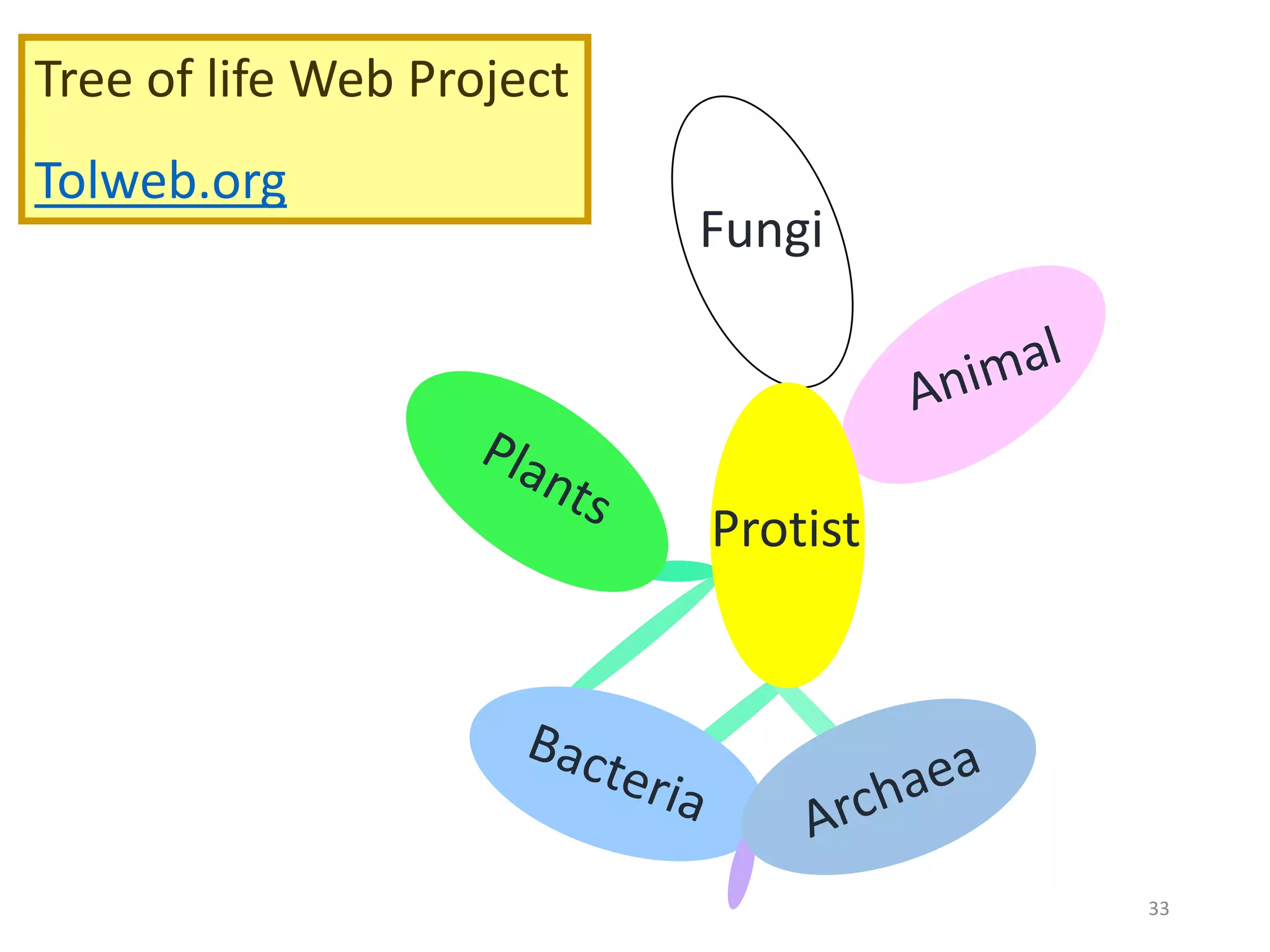 Phylogenetics: Classification Notes | PPTX